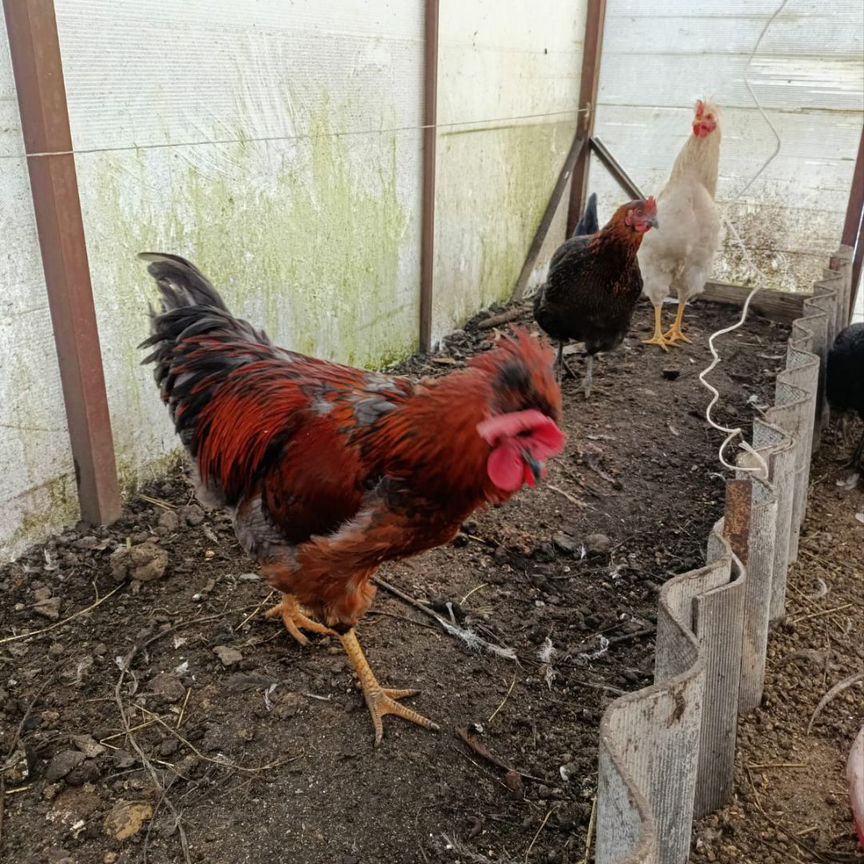 Домашние молодые петухи