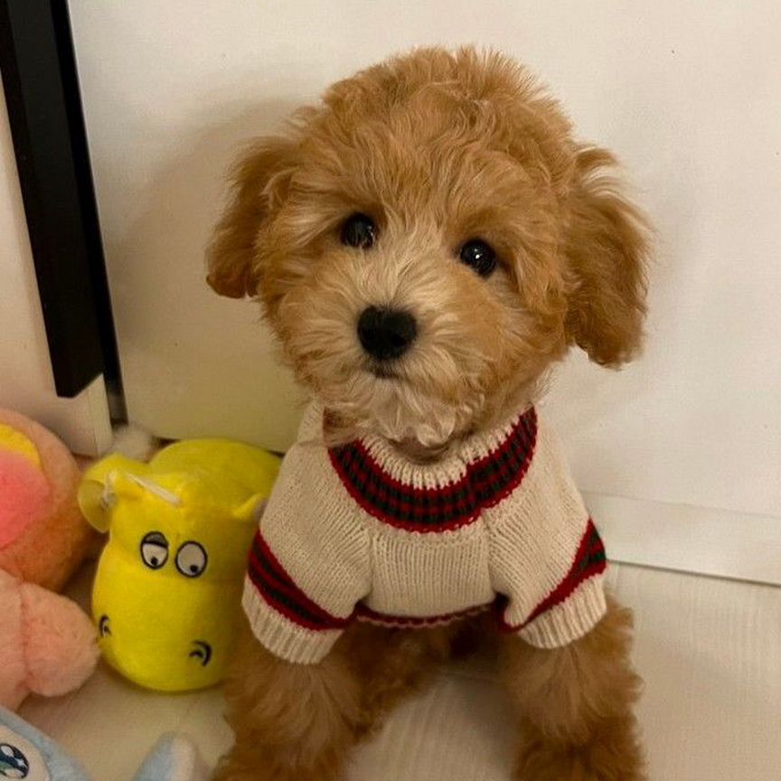 Мальтипу, щенок