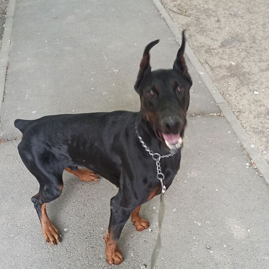 Доберман, на случку, кобель