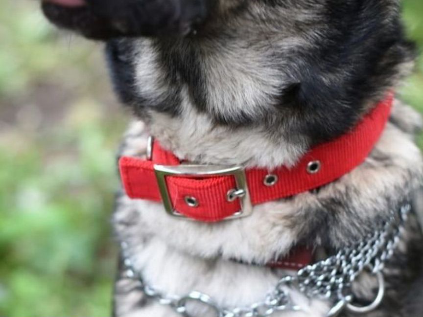 Крутышка Макс ждёт своего человека