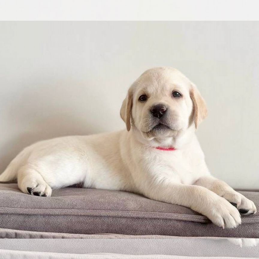 Лабрадор-ретривер, щенок