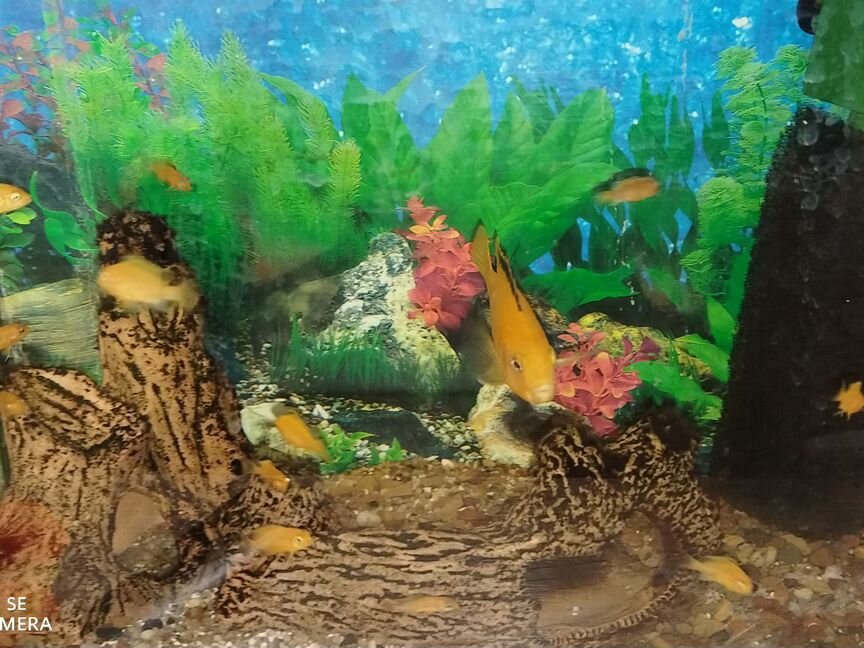 Аквариум с рыбками