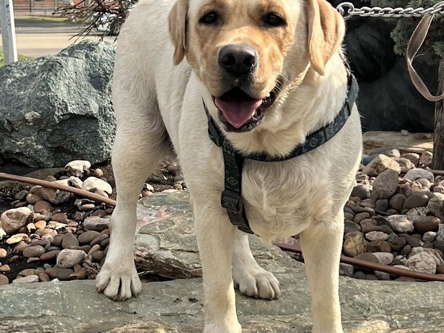 Вязка лабрадор девочка