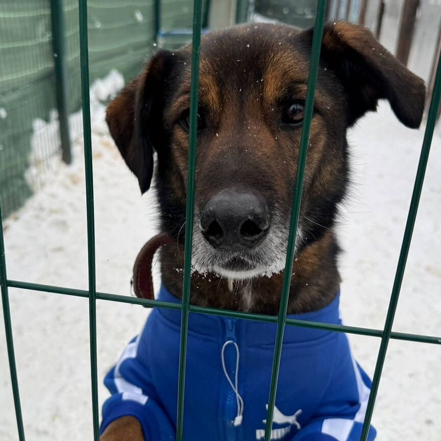 Взрослый пёс в добрые руки