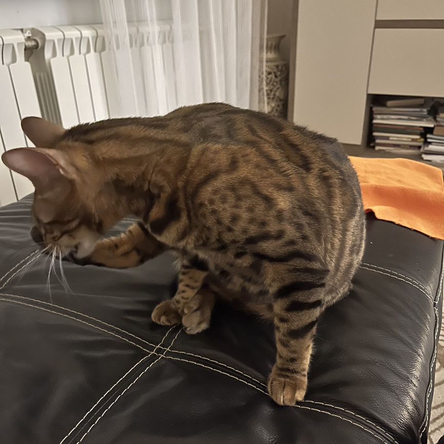 Бенгальская кошка в добрые руки