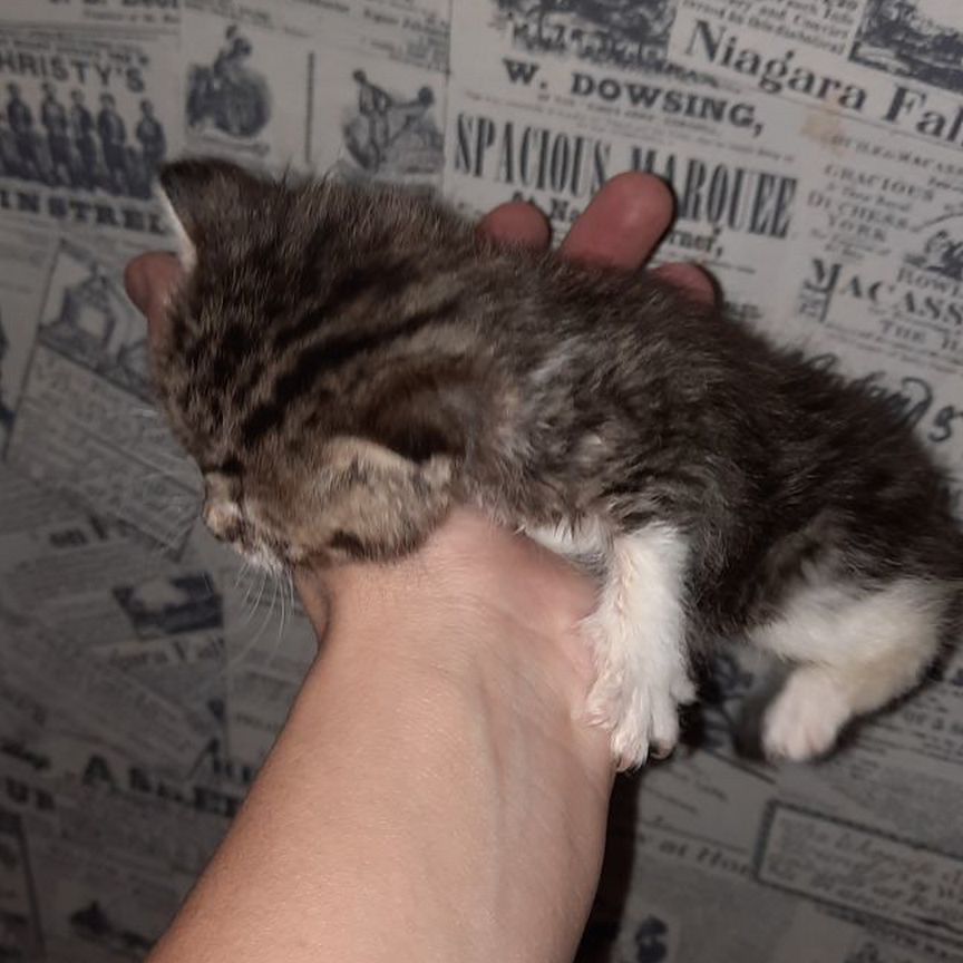 Котёнок в добрые руки бесплатно