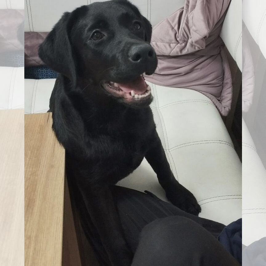 Лабрадор-ретривер, щенок