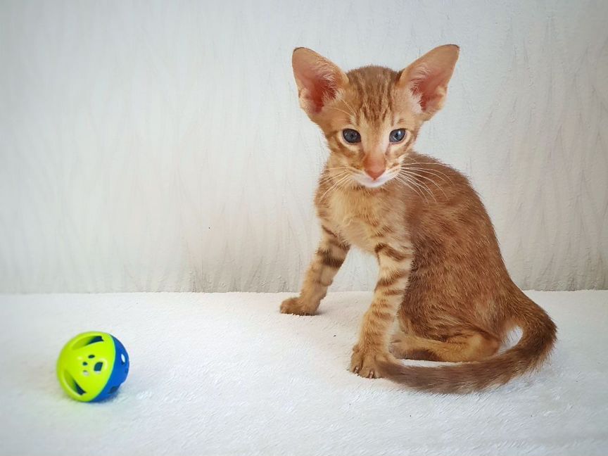 Ориентальный котик