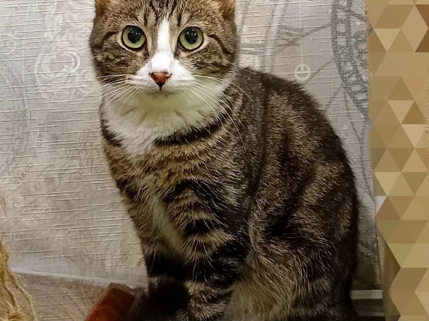 Юми нужен дом