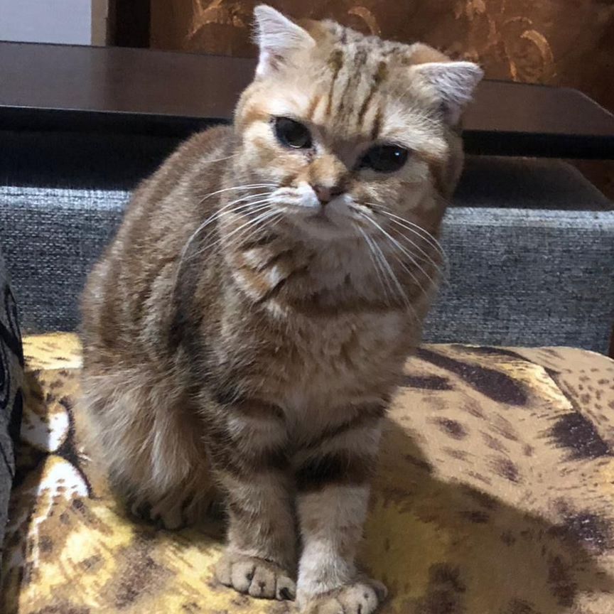 Шотландская вислоухая кошка