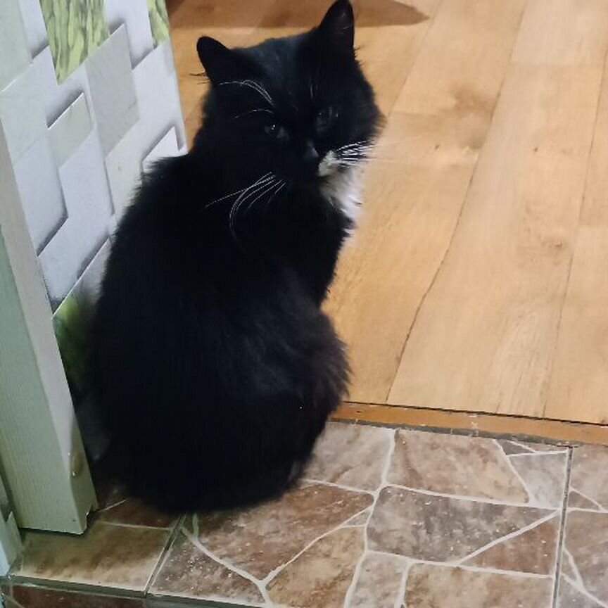 Кошечке Нужен дом