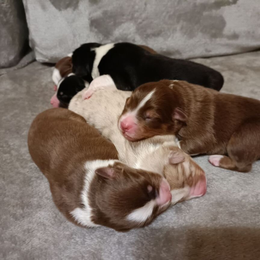 Австралийская овчарка