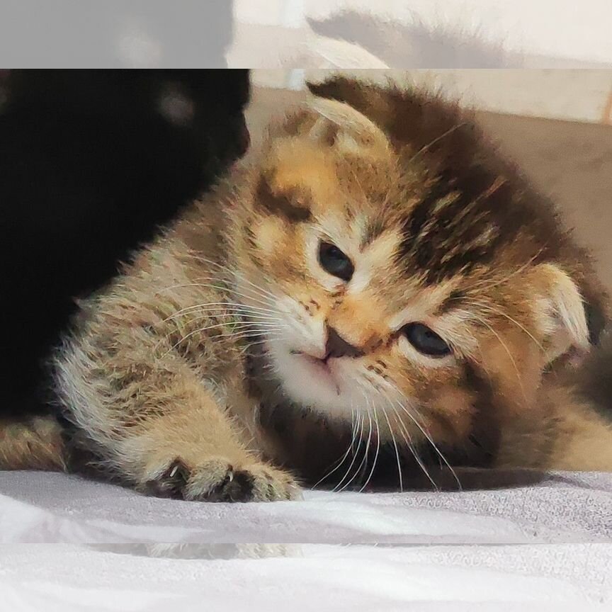Шотландский вислоухий короткошёрстный котёнок