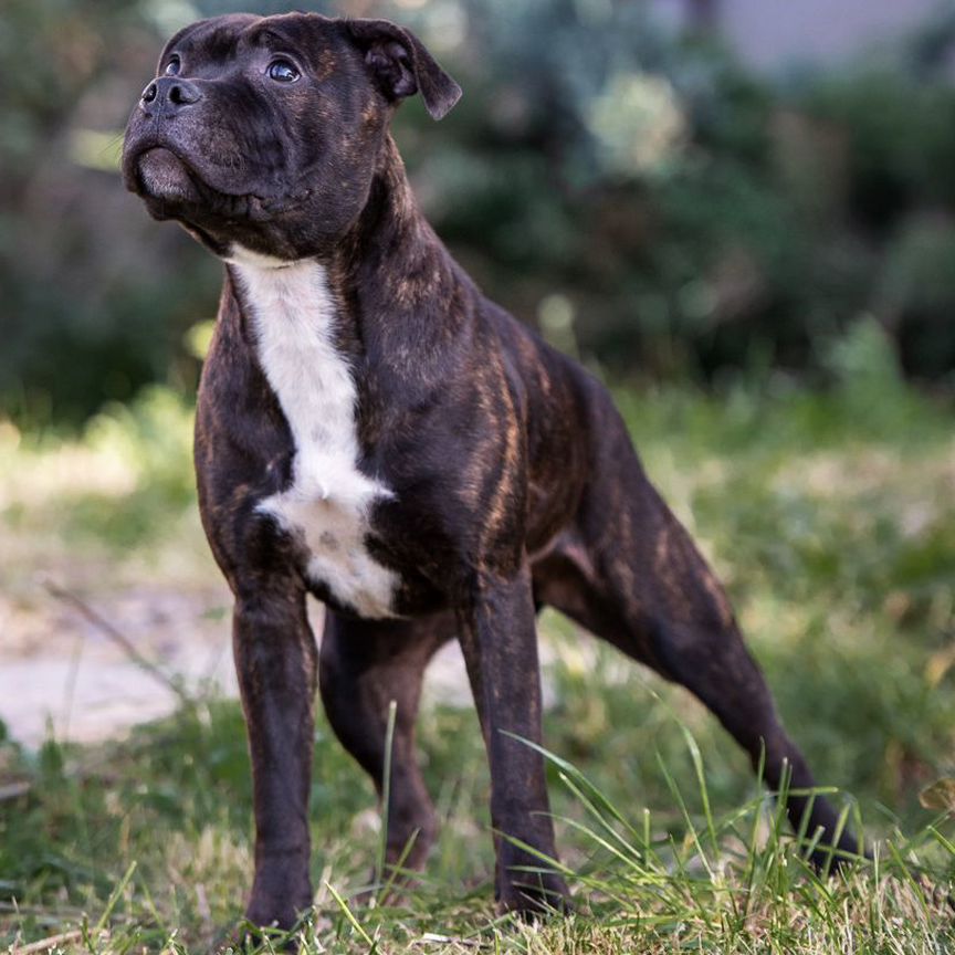 Щенок стаффордширского бультерьера