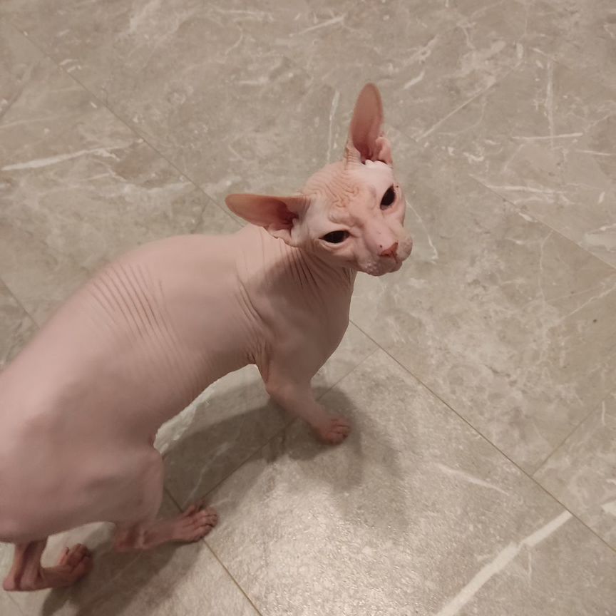 Котёнок сфинкс 6мес
