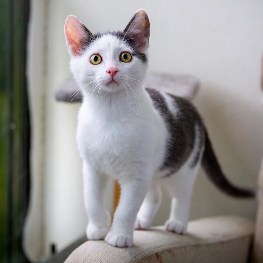 Котенок мальчик в добрые руки