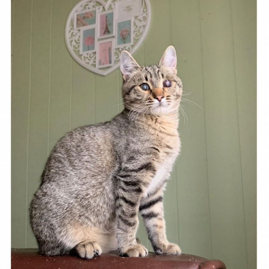 Особенный котëнок 5 мес. жизнерадостный