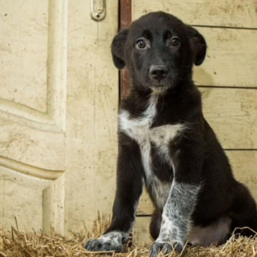 Щенок собака бесплатно в добрые руки