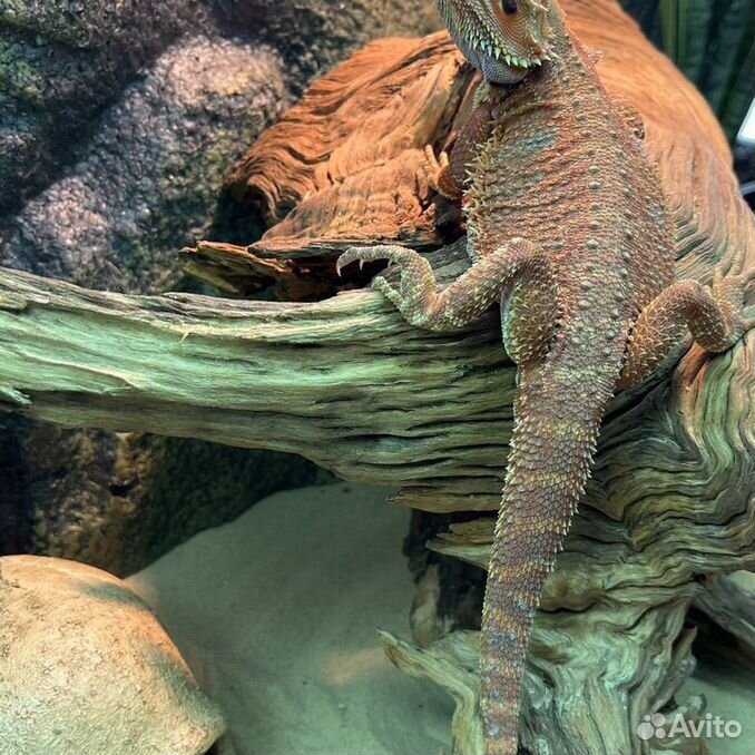 Бородатая агама