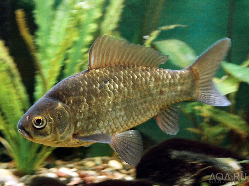 Аквариумные рыбки (3 карасика) отдам бесплатно