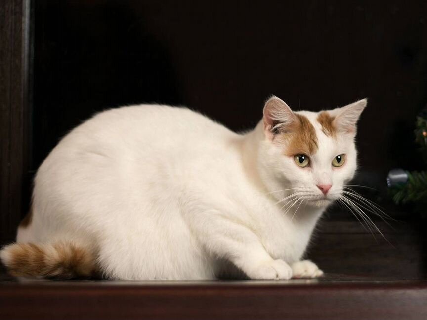 Котик в добрые руки