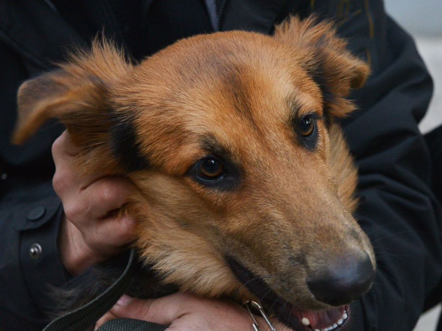 Щенок Шейла полуовчарка