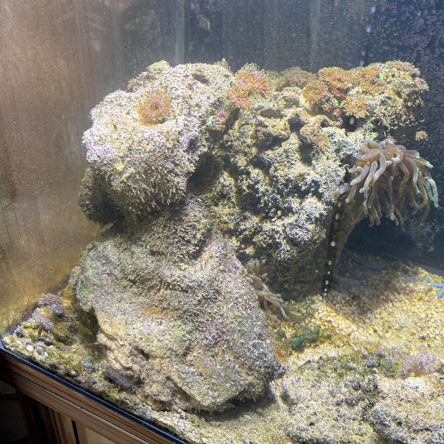 Камни живые из морского аквариума