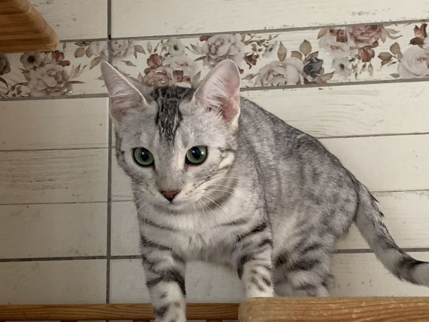 Бенгальские котята серебро