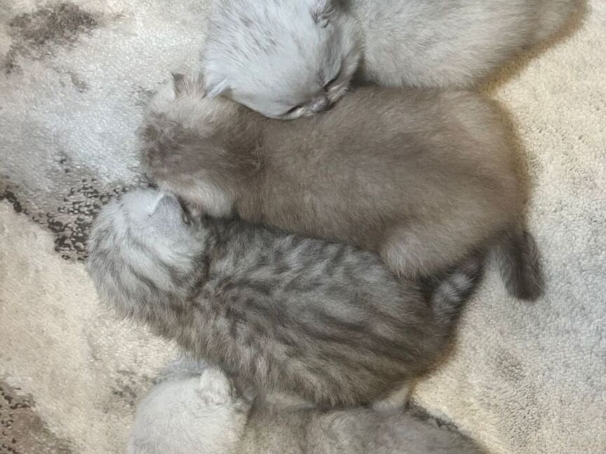 Шотландские котята