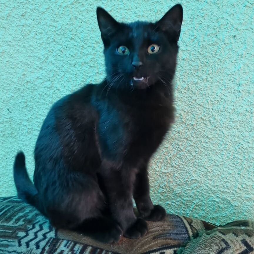 Шикарный котик ищет дом и любящих хозяев