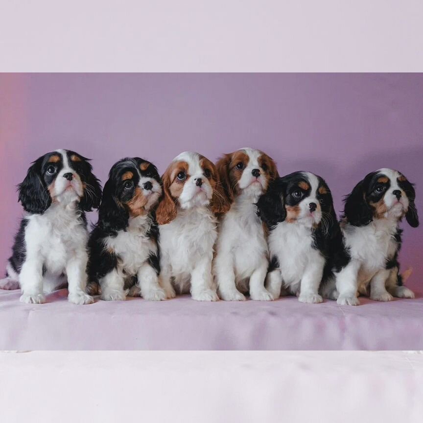 Кавалер кинг-чарльз-спаниель, щенок
