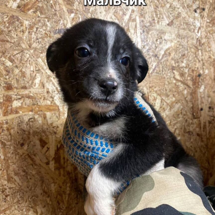 Щенок в добрые руки