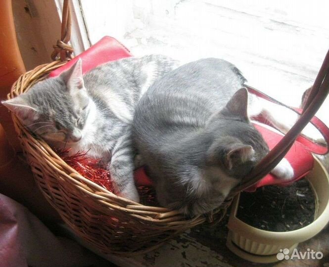 Котята 3 и 4 месяца в добрые руки