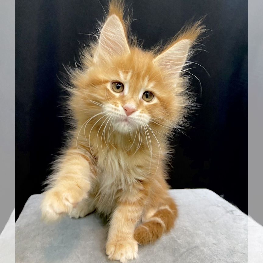 Мейн-кун котёнок