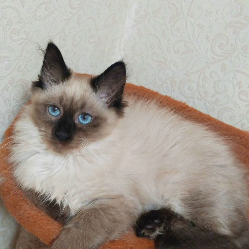 Невский маскарадный котёнок