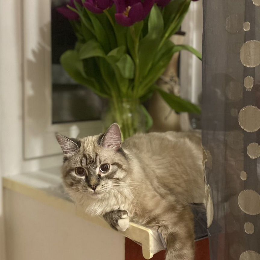 Взрослый кот в добрые руки