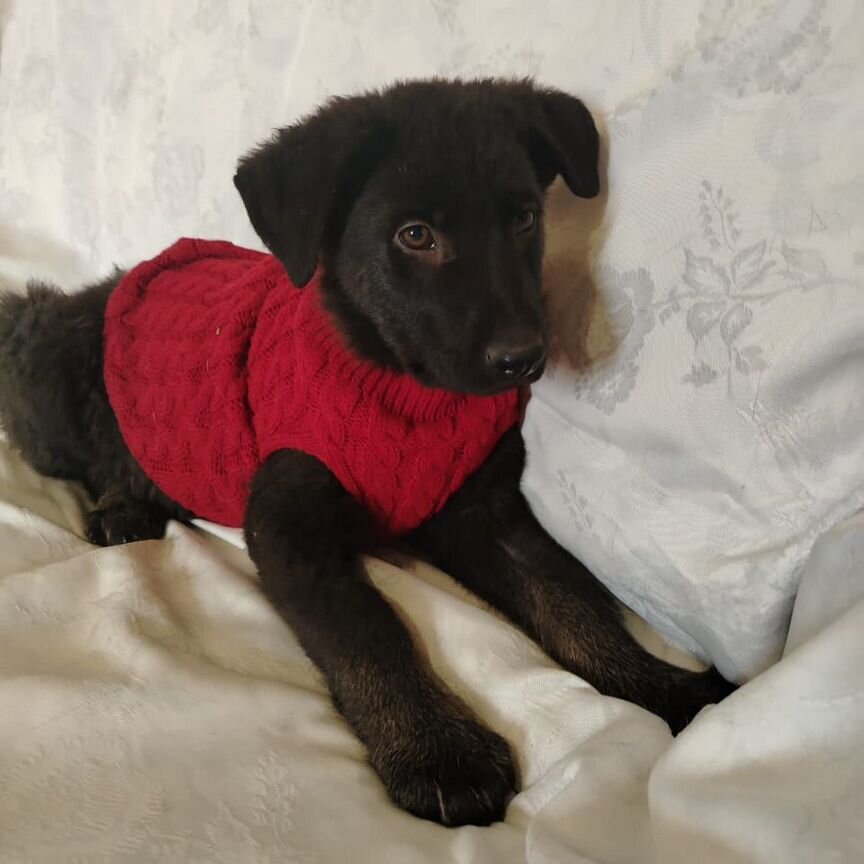 Филя 2,5 мес мальчик