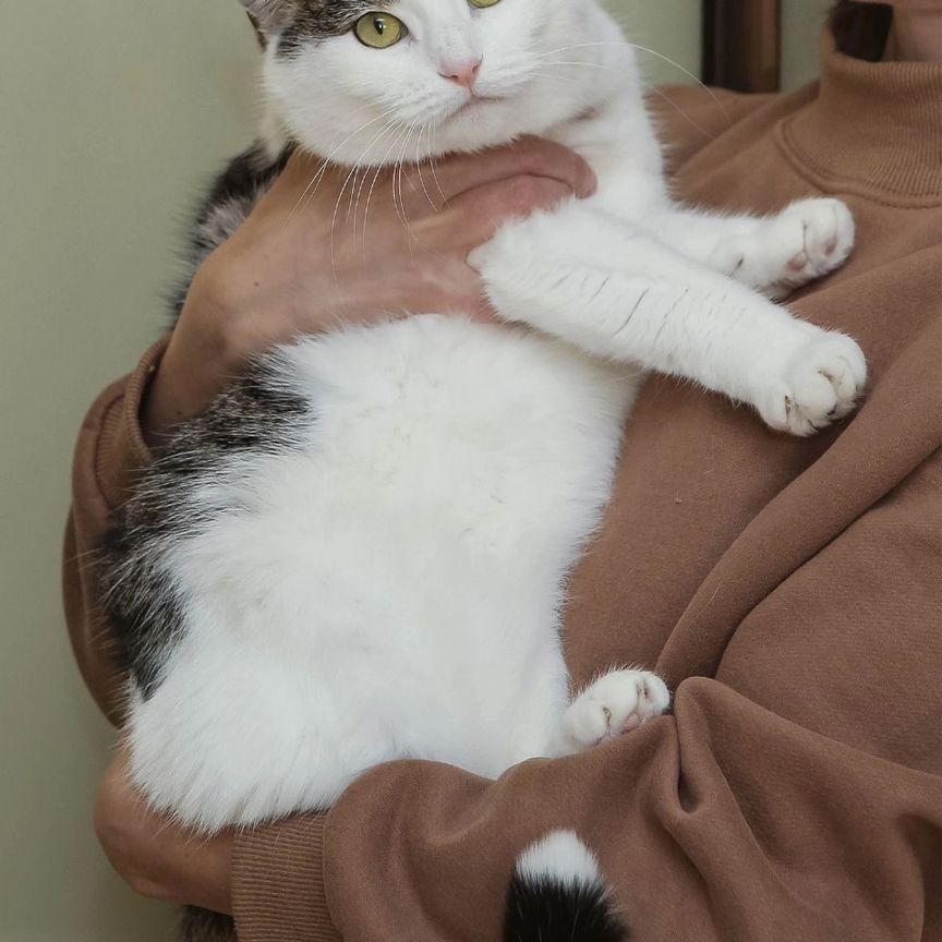 Ласковая кошка