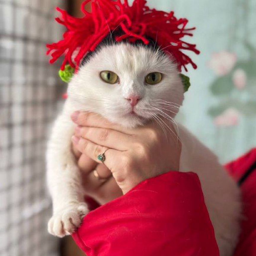 Турецкая ангора, взрослая кошка