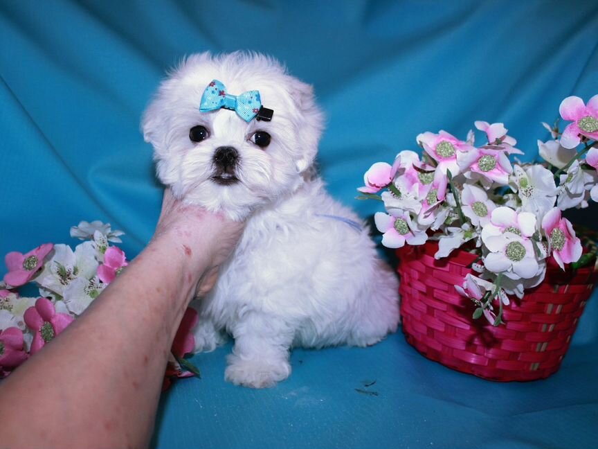 Кукляшик мальчик мальтезе 2 мес