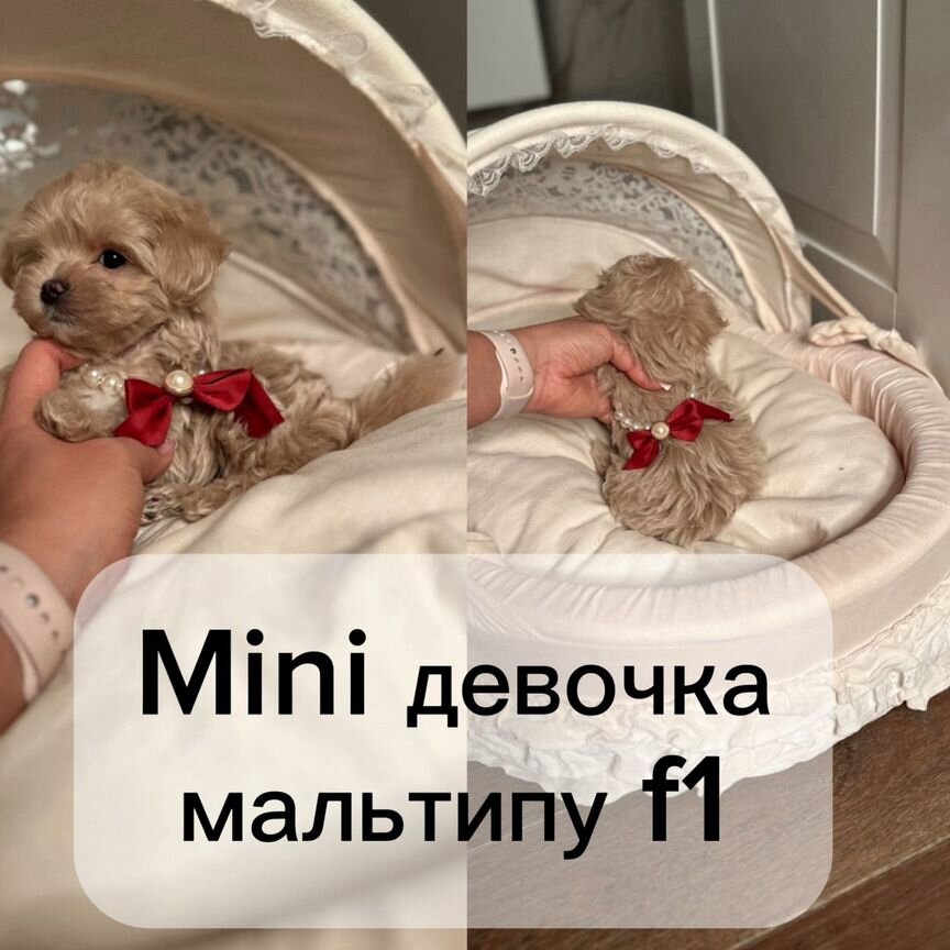 Мальтипу, щенок