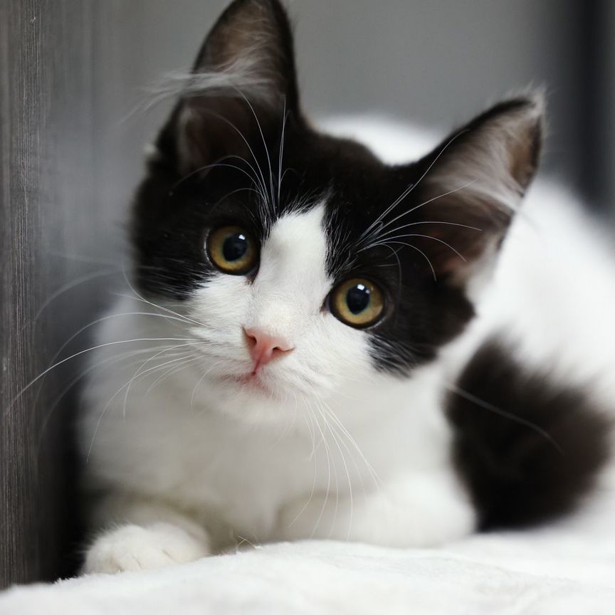 Котенок с сердечком "Смайл" ищет свою семью