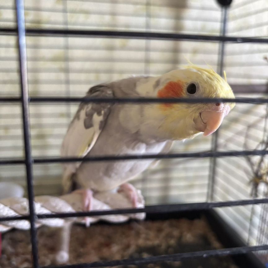 Попугай корелла с клеткой