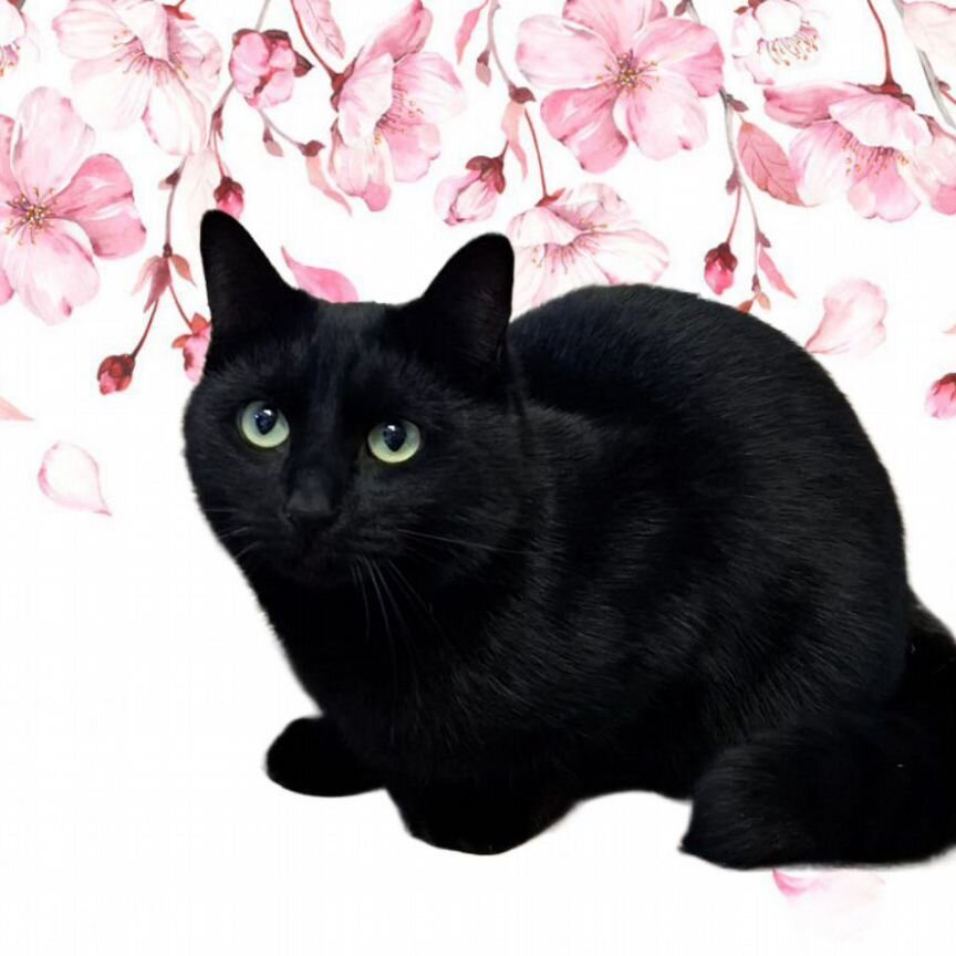 Котик Мишаня