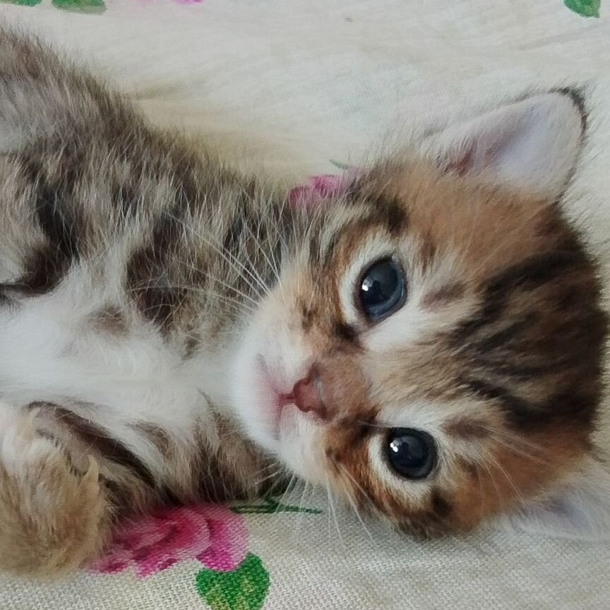 Котята