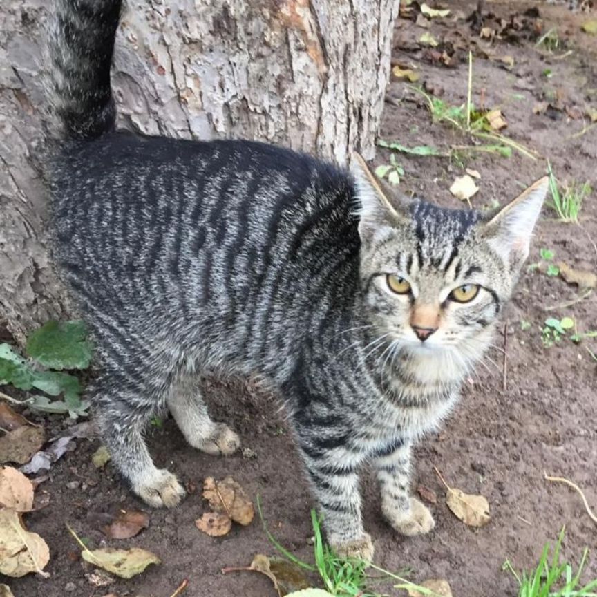 Котенок девочка в добрые руки