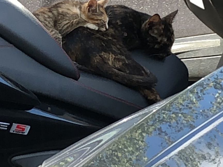 Кошка с котенком