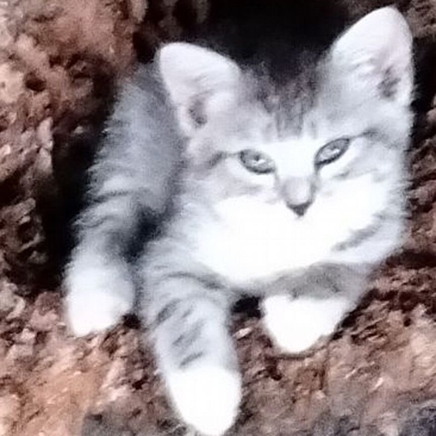 Котик Рыбачинский