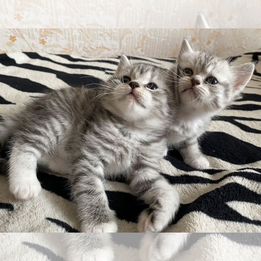 Шотландские котята