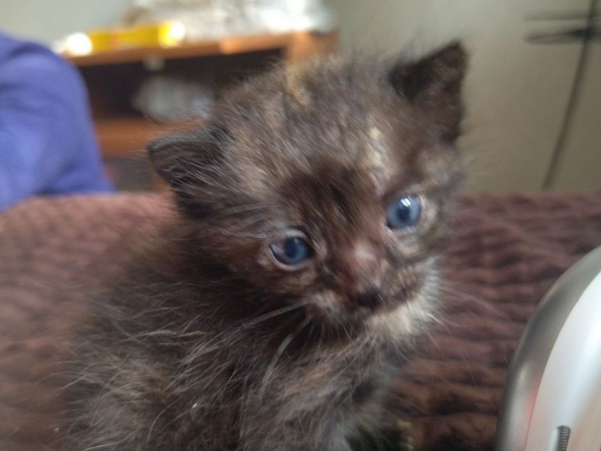 Отдам бесплатно